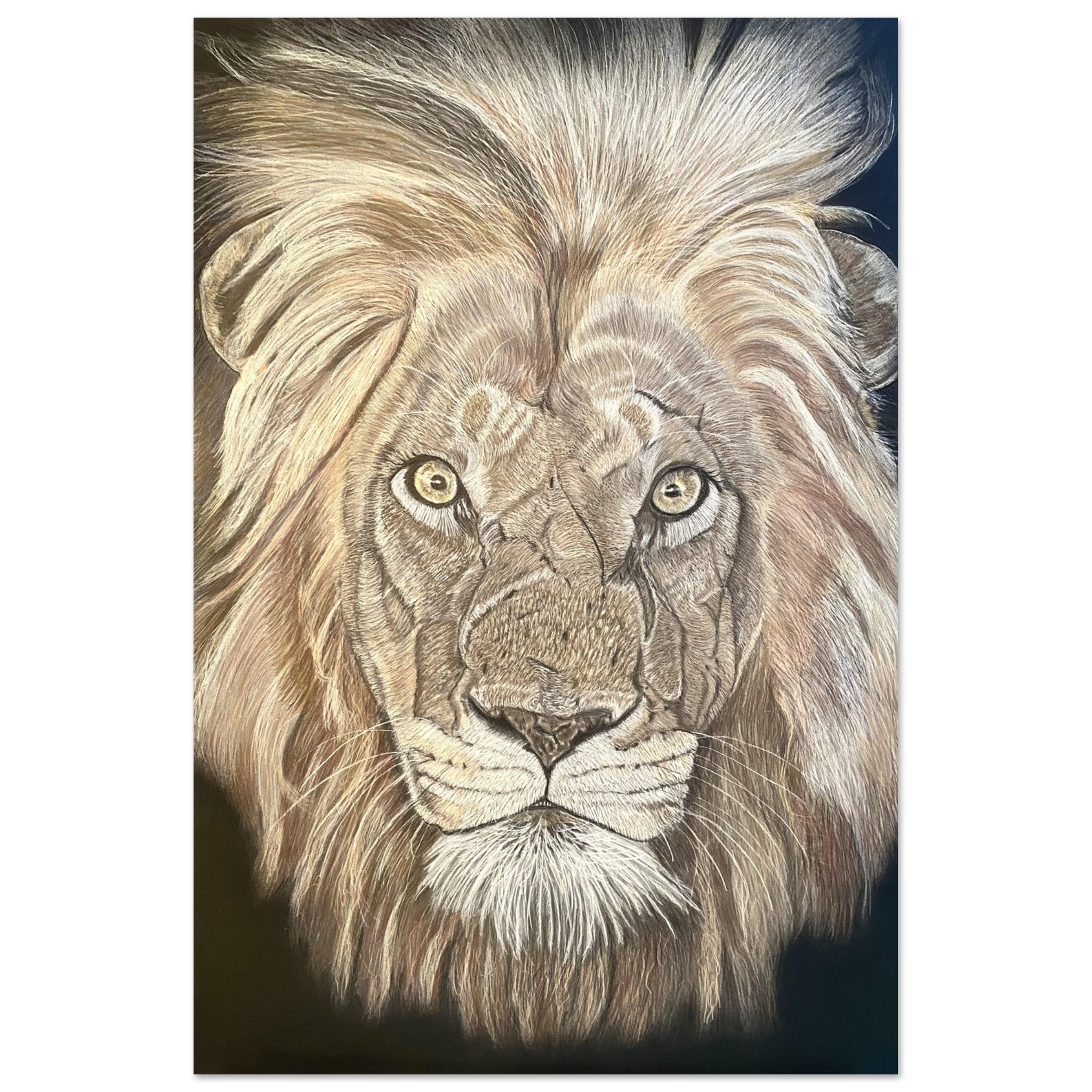 Lion Aluminum Print Limited Prints available 30x45 cm / 12x18″ - RICOT ...